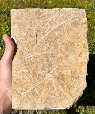 HUGE Fossil Archimedes Screws MULTI PLATE Bryozoans Alabama Bangor ...