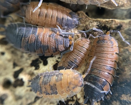Lava isopods p.scaber 10ct | eBay