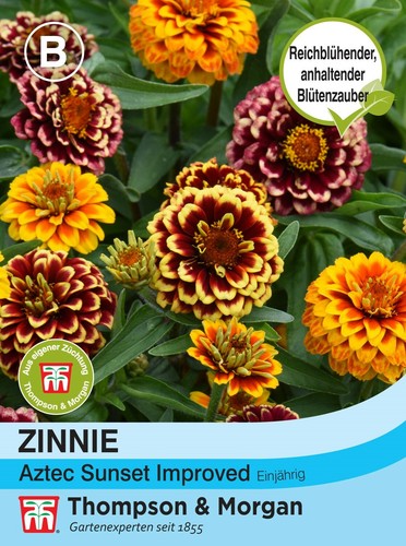 Zinnie 'Aztec Sunset Improved' - Zinnia elegans, Samen, 0769 | eBay