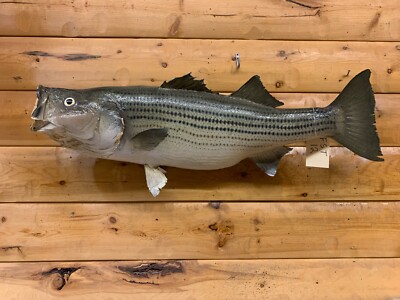 Taxidermy - Taxidermy Mount Huge Fish