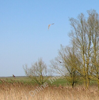 Photo 6x4 Toft Monks drainage mill - the resident owls St Olaves For a ...