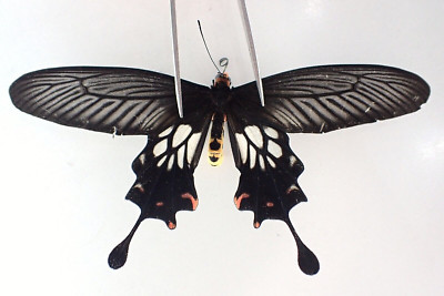 PA13264. Insects, butterflies: Losaria coon. Vietnam, Binh Thuan | eBay