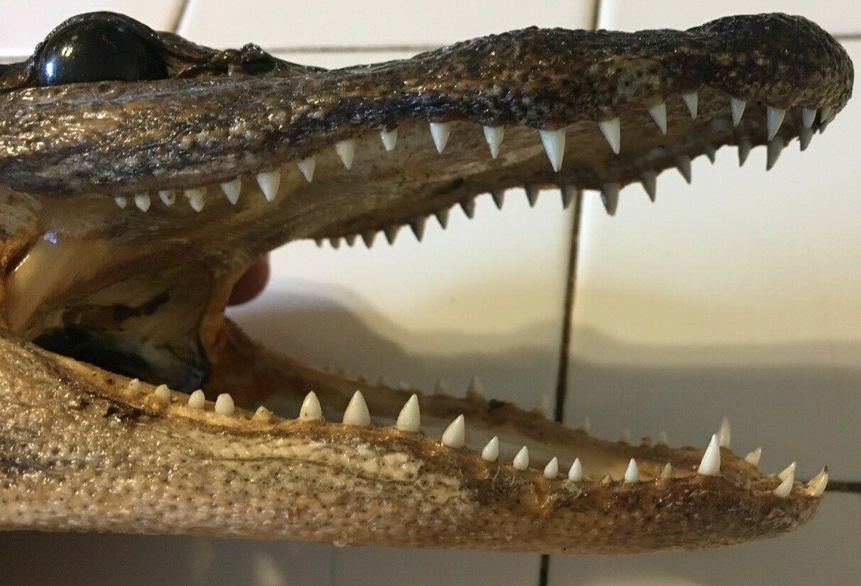 Alligator Head 5 - 6 Inches Genuine Real Gator Taxidermy Reptile | eBay