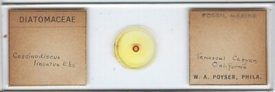 Microscopes & Lab Equipment - Late 1800S