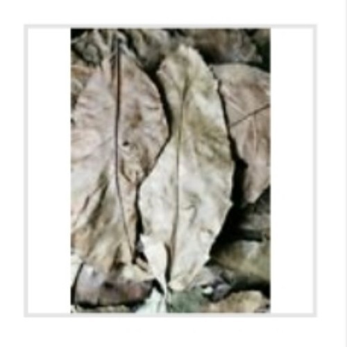 Fertility Leaves Dried Ewe Akoko (Yoruba) Aduruku (Hausa) Ogirisi 35pcs ...