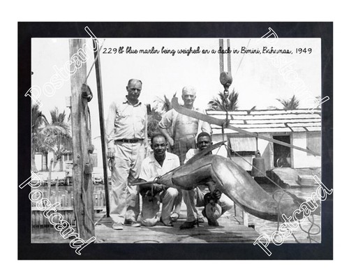 Historic 229 lb blue marlin in Bimini, Bahamas, 1949 fishing Postcard ...