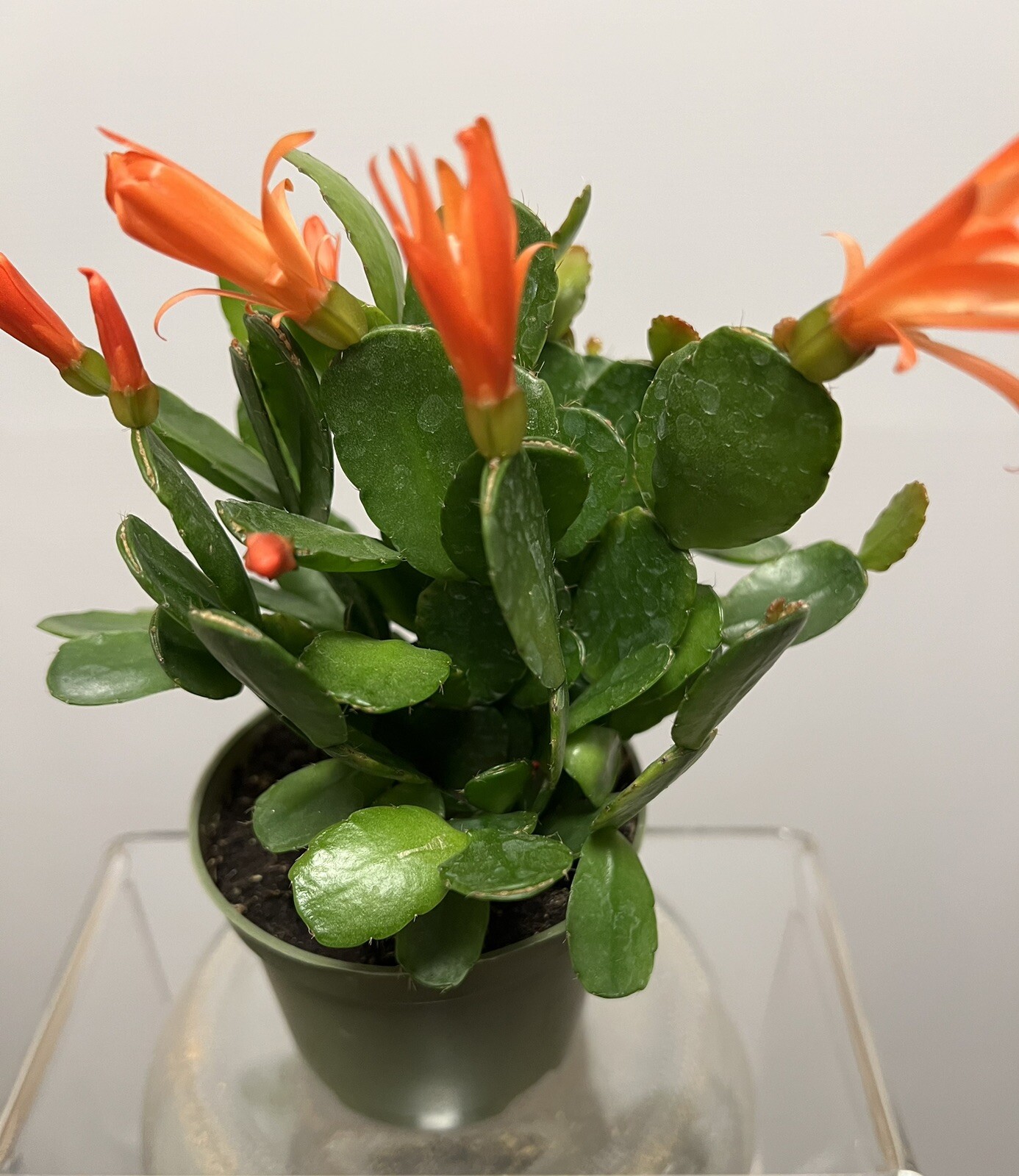Spring Cactus Orange Easter Cactus Rhipsalidopsis Hatiora Sunrise 3 ...