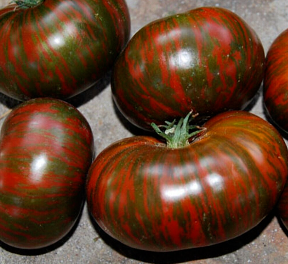 CHOCOLATE STRIPES TOMATO SEEDS 100+ indeterminate VEGETABLE garden ...