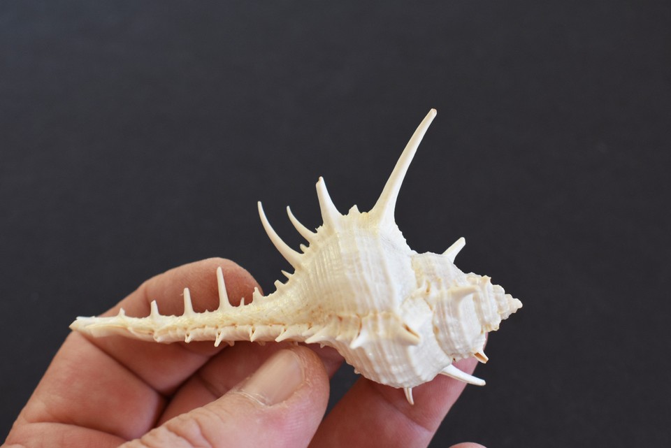 12 Beautiful Unique Murex Turnispina Shells 2"-3" Real Sea Shells Beach ...