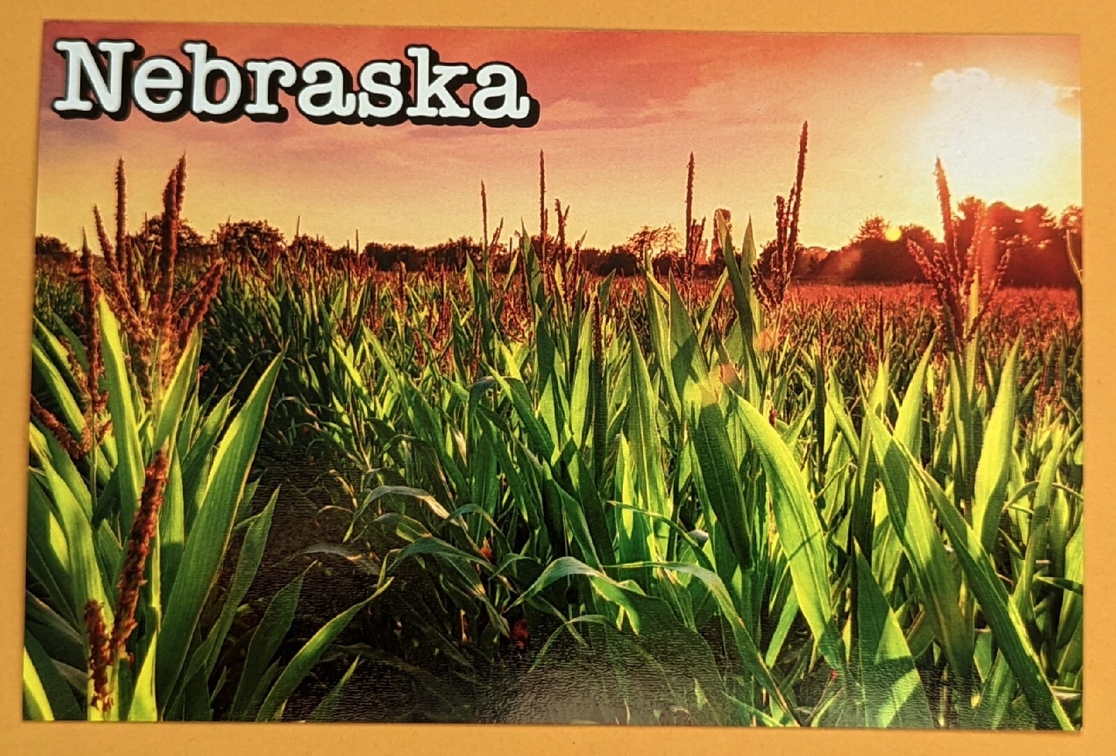 Postcard NE. Nebraska Corn Field | eBay