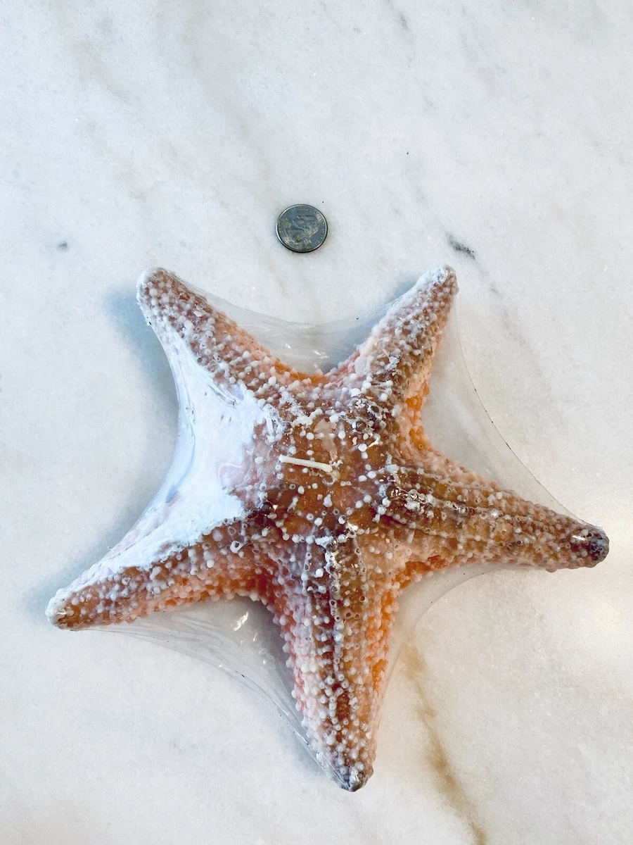 Rare Starfish