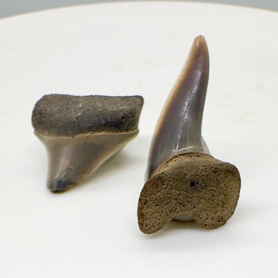Two Fossil EXTINCT XIPHODOLAMIA ENSIS Teeth - Egem, Belgium - Upper ...