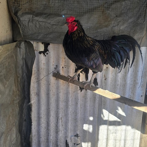 hatching eggs for sale. Brass back black | eBay