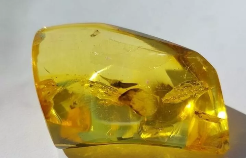 Baltic Amber Polished stone natural insect inside Pendant 7 g Necklac ...