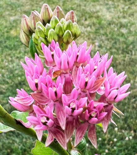 Red Milkweed Butterfly Asclepias rubra Bog Plant Premium Seed Packet | eBay