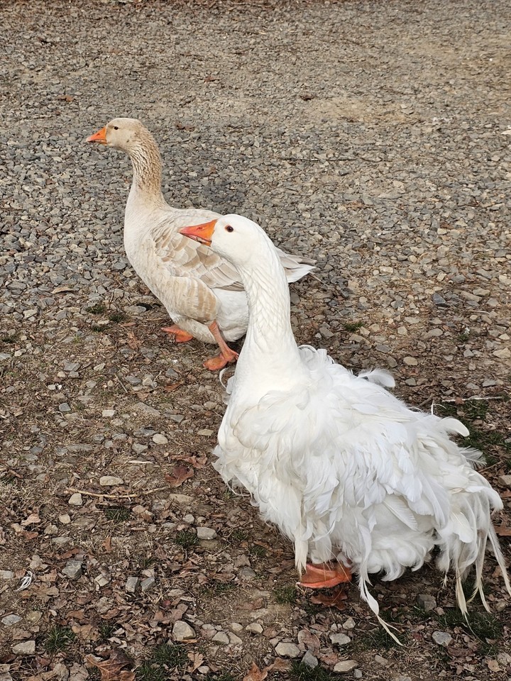 3 Sebastopol Geese Purebred Or Cross With American Buff Goose Hatching ...