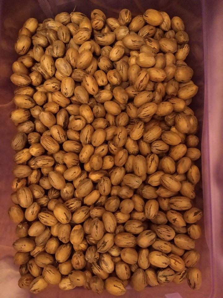 2025 Freshly Picked Louisiana Pecans In Shell 10 Lb | eBay