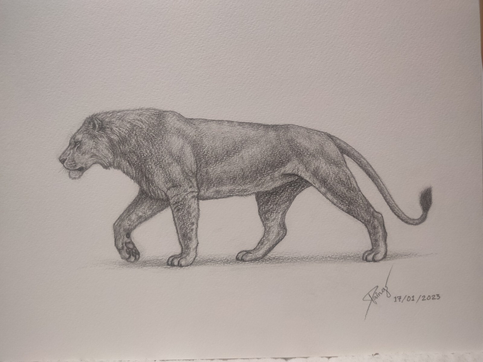 American Lion - Panthera Leo Atrox - original Graphite drawing signed ...