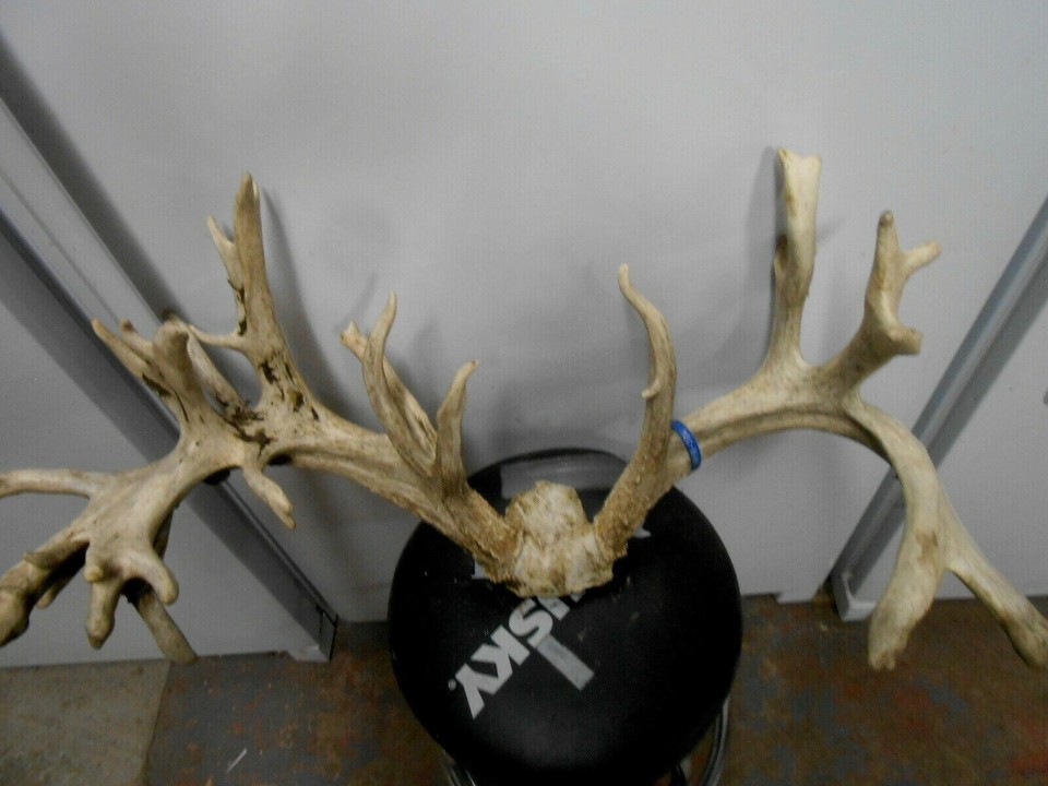 32" SUPER WIDE heavy 240-2/8" WHITETAIL DEER RACK Antlers mule elk ...