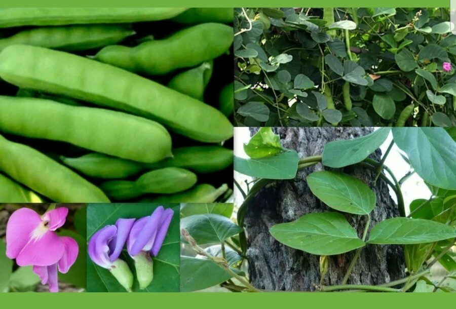 Canavalia Ensiformis Seeds