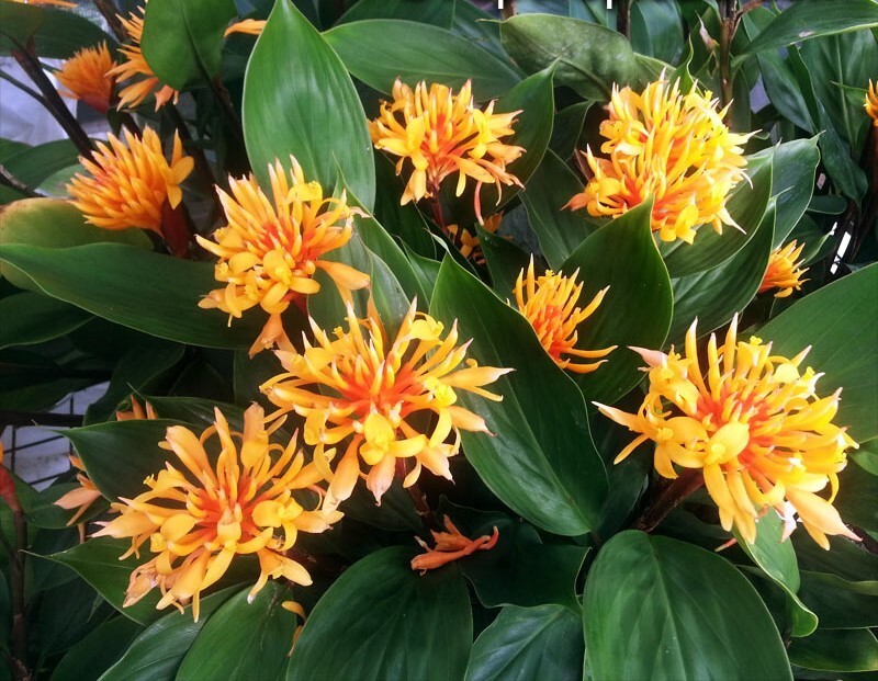 Golden Brush Dwarf Ginger - Burbidgea schizocheila- SMALL ROOTED ...