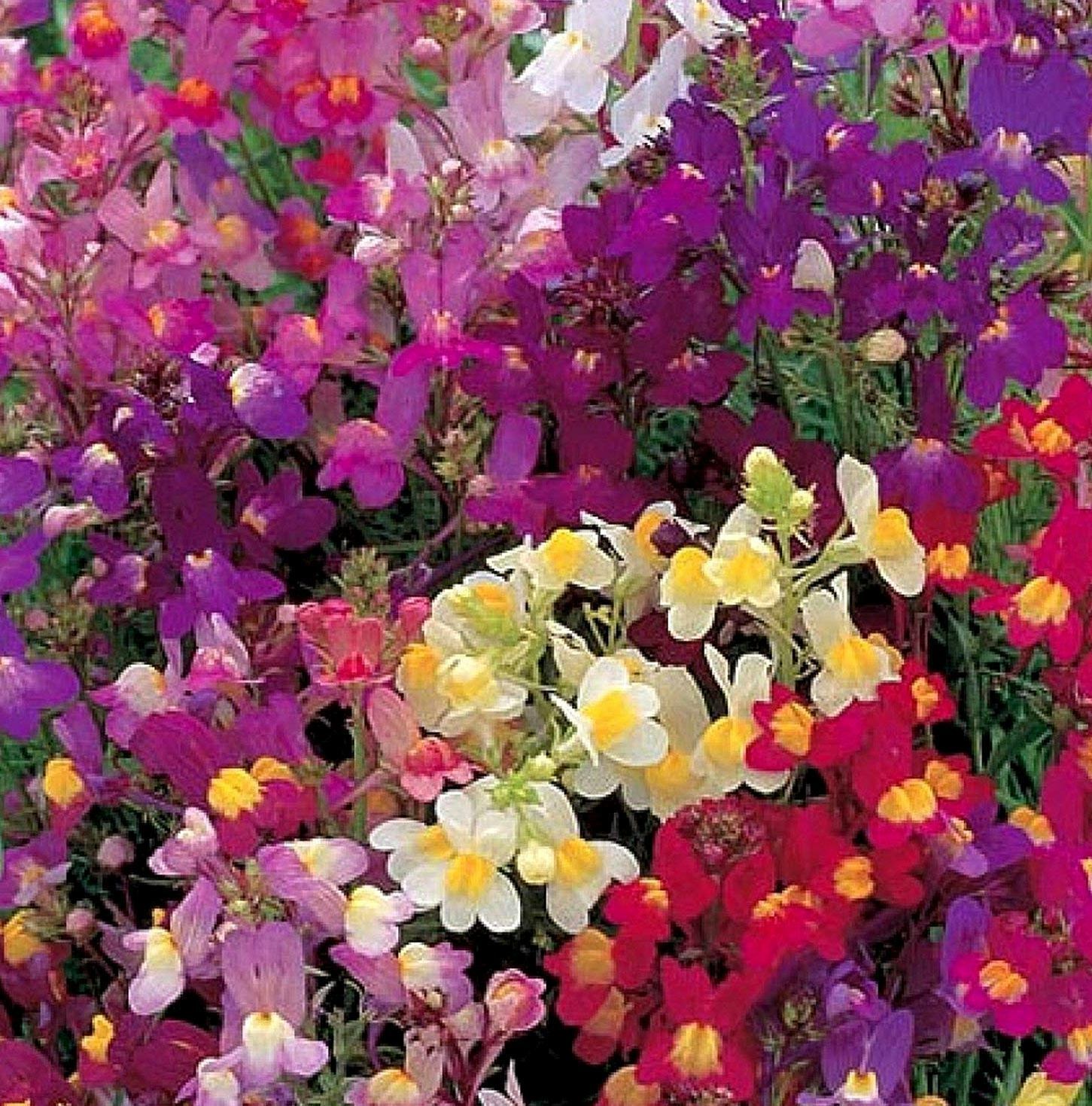 Toadflax Fairy Mix Flower Seeds - Spurred Snapdragon - Linaria ...
