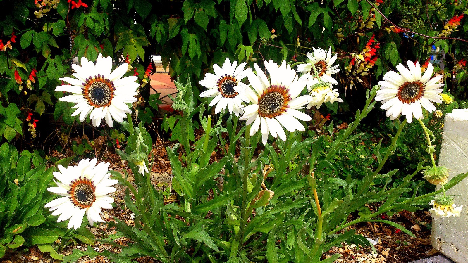 Cape Daisy "Zulu Prince" (Venidium or Arctotis fastuosum)x 50 seeds ...