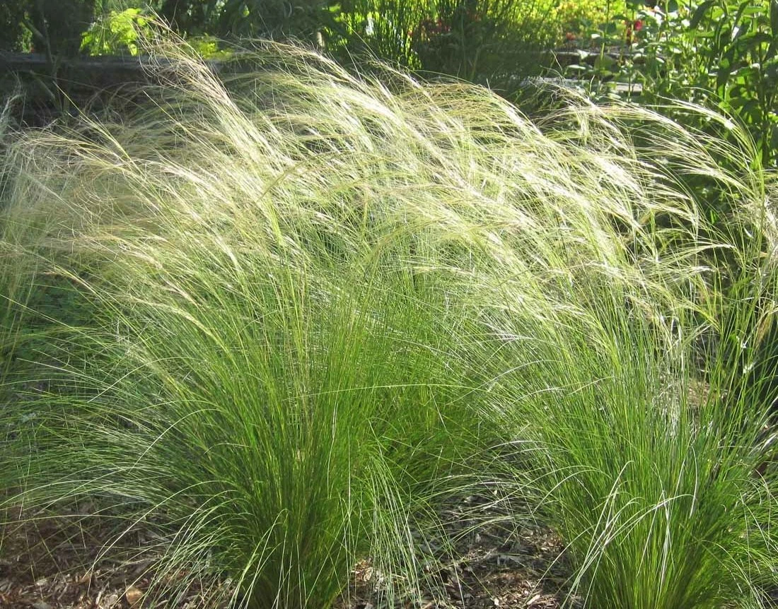 Stipa Tenuissima Mexican Feather Grass