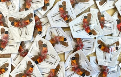 Penthicodes atomaria ONE REAL RED ORANGE LANTERNFLY FULGORID INDONESIA ...