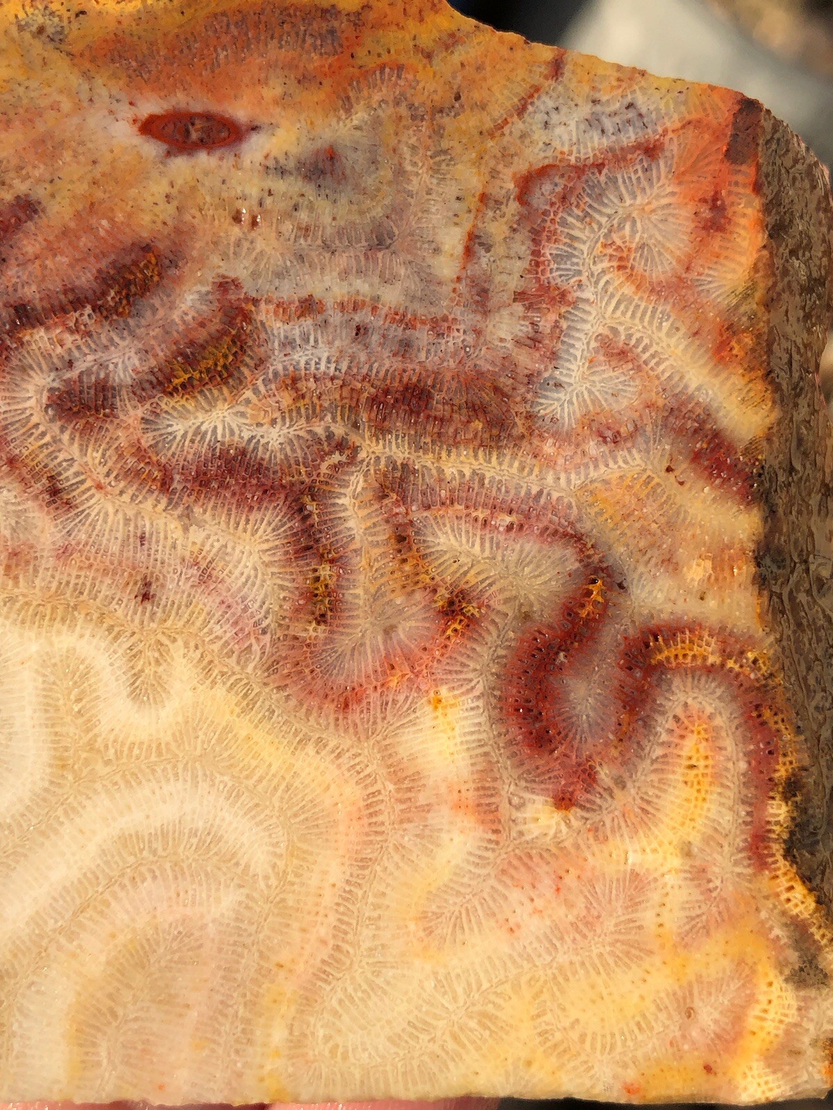 3.5” Petrified Coral Slab 99g Rough Agatized Indonesian Fossil COLORFUL ...