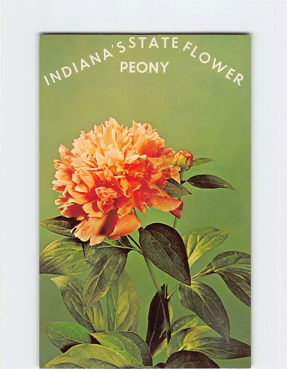 Best Flower In Indiana | Best Flower Site