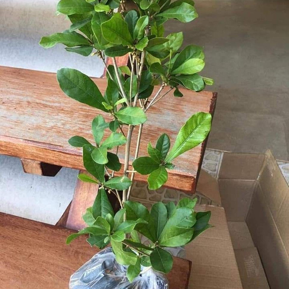 Miracle Fruit Plant Miracle Berry Rare Synsepalum Dulcificum Tree ...