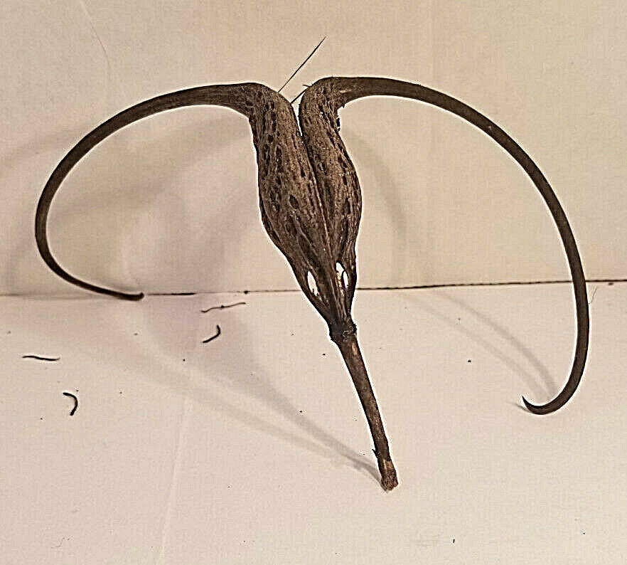 DEVIL CLAW DEVILS CLAW DEVIL'S CLAW DEVIL TALON SATANS CLAW SATANS ...