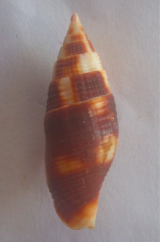 seashell Mitra chrysostoma 37/38mm Gem/F+++ | eBay