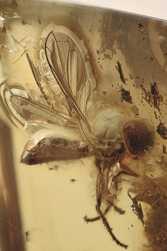 FLOWER FLY Syrphidae HOVERFLY Fossil Genuine BALTIC AMBER 1.6 + HQ Pic 211108 | eBay