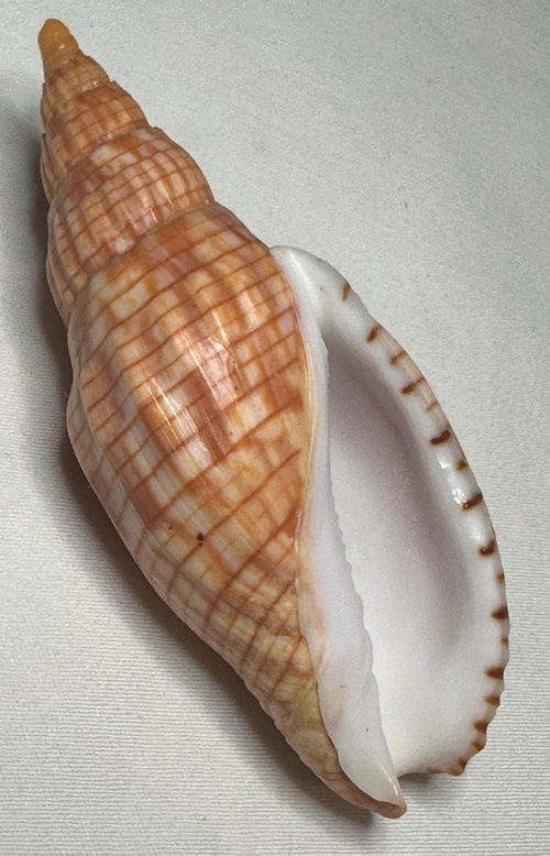 Lyria cloveriana ... 83.7mm ... F+++/Gem ... Beautiful specimen ...