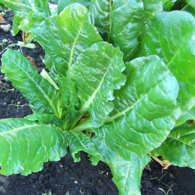 SPINACH PERPETUAL 50+ Seeds HEIRLOOM vegetable garden silverbeet HEAT ...