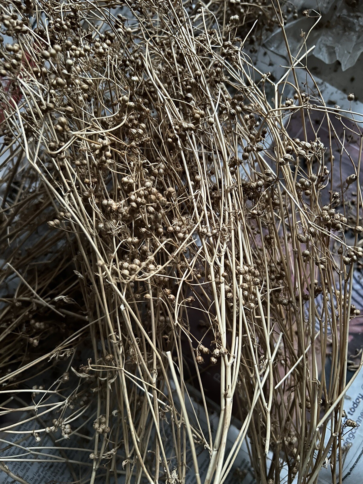 100 Seeds. Whole Organic Coriander Seeds (Dhaniya / Dhania) Homegrown ...