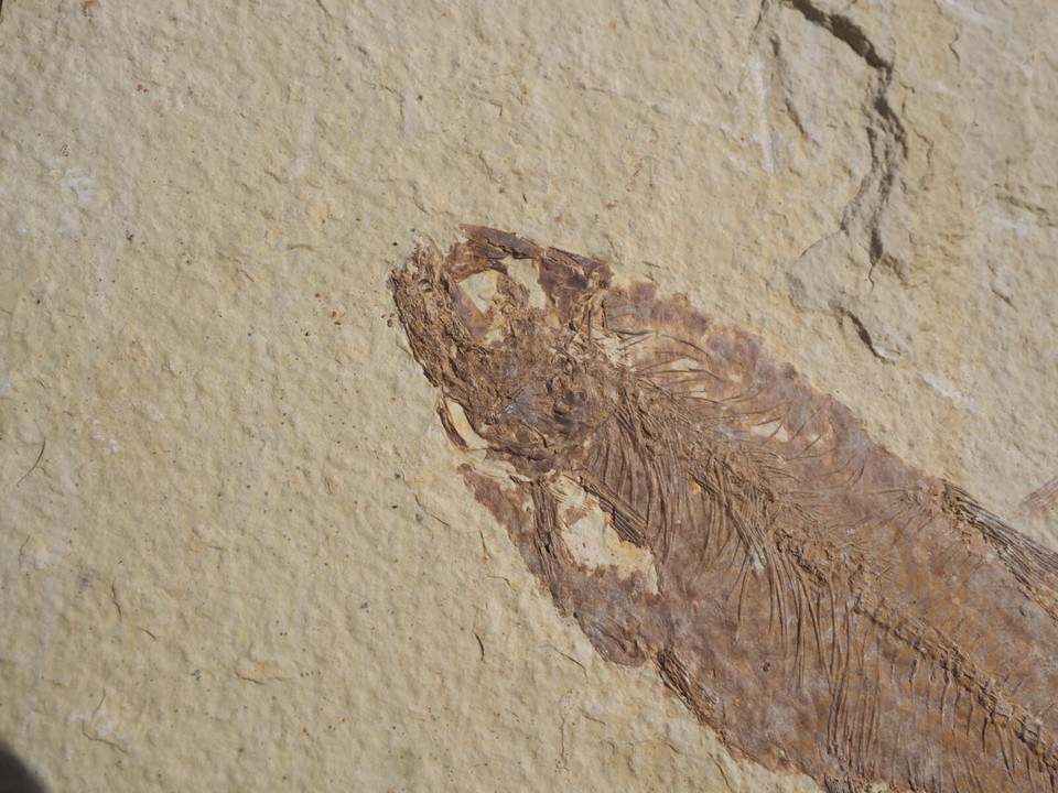 EXTREMELY RARE Fossil Fish EOHIODON HIODON FALCATUS Green River Fish ...