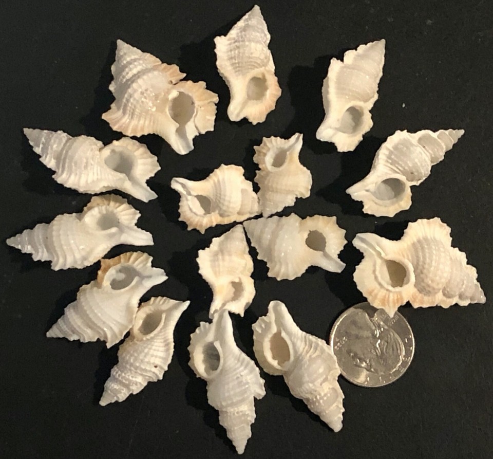 15 MAPLE LEAF SEA SHELLS 1” UP TO 1-1/2" TALL - GREAT FOR CRAFTING! | eBay