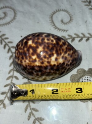 Cypraea Tigris Sea Shell Very Nice Pattern 3 Inches | eBay