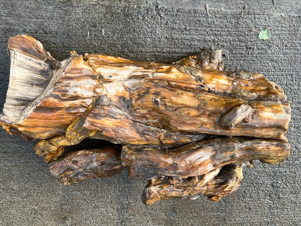 76 lb agatized petrified wood root ball very rare one of a kind ...