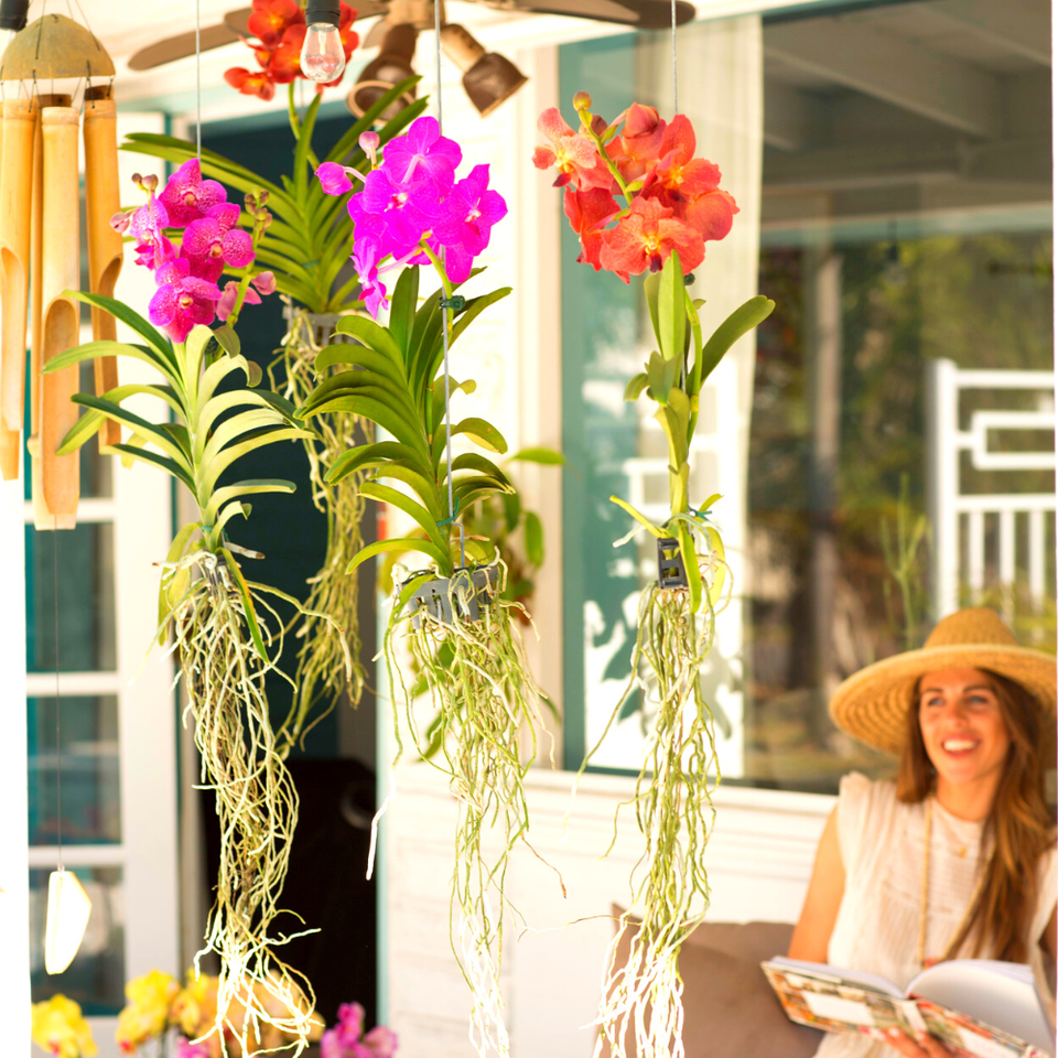 Vanda Pots Black Square Plastic Orchid Planting Hanging Mesh Baskets 5 ...