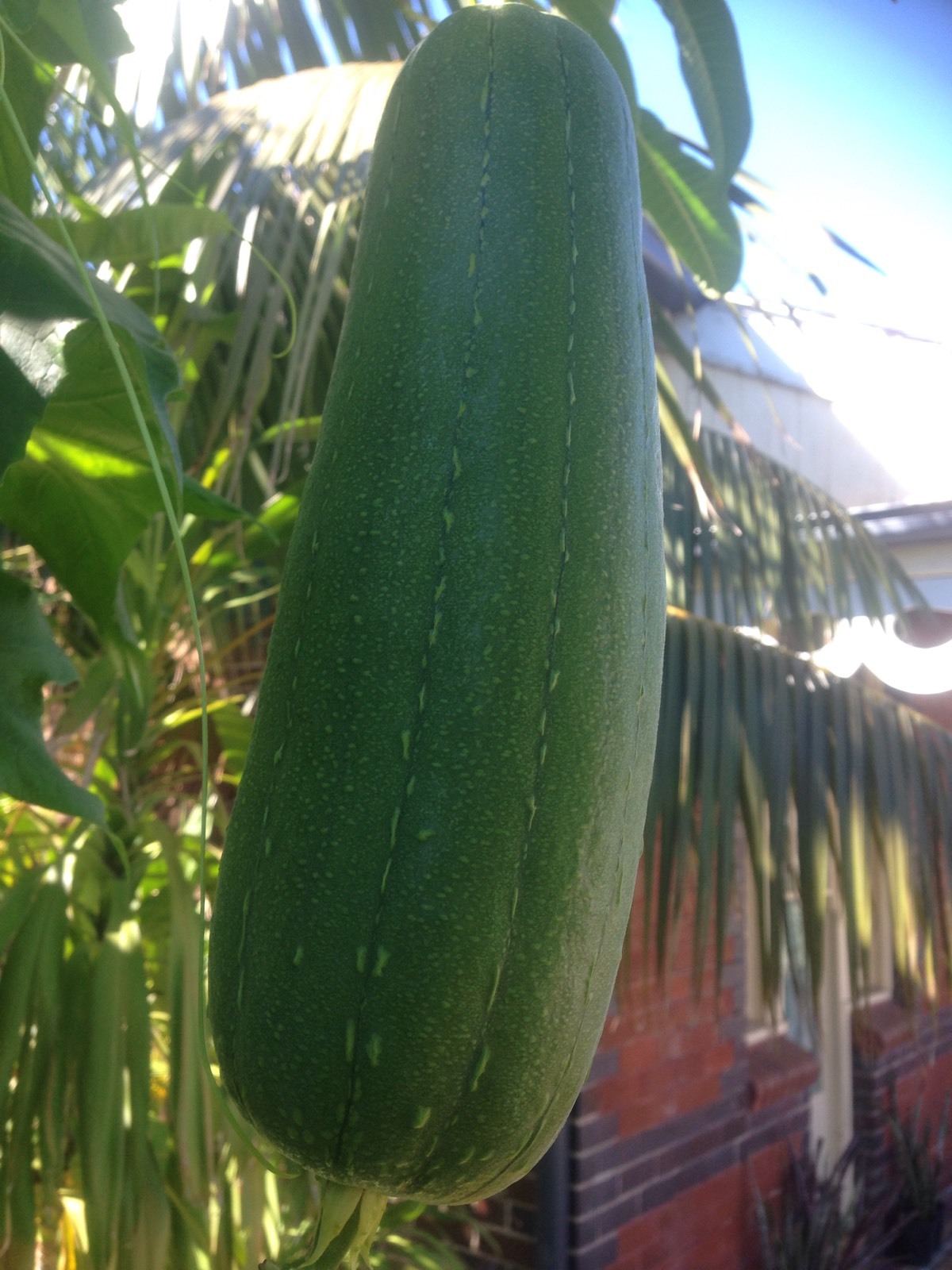 15 Luffa Seeds Also Know As Loofah, Silk Squash, See Gwa, Chinese Okra ...