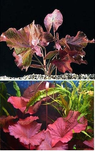 NYMPHAEA RUBRA & RED LOTUS - aquarium live tropical bulb water lily ...
