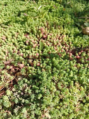 No Mow - Sedum bithynicum / Turkish Succulent - Creeping/Spreading ...