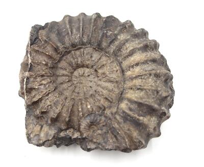 Ammonite Prolyelliceras Fossil Peru 110 Million Years Old #18188 | eBay