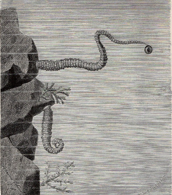 FISH LEECH (Pontobdella muricata) - Marine Parasitic Worm 1880 Antique ...