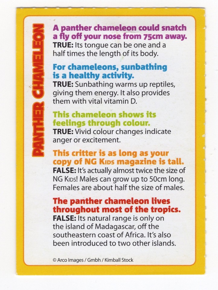 National Geographic Animal & Birds Card. Panther Chameleon | eBay