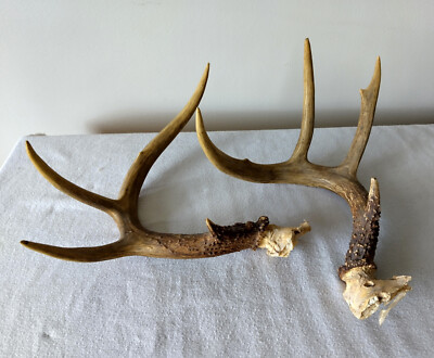 White Tail Deer Antlers Stag Four Pointers Set of Two | eBay